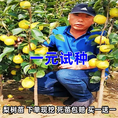 梨树果苗嫁接翠冠丰水子苖