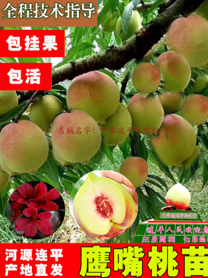 鹰嘴桃树果苗广东连平嫁接