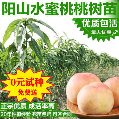 正宗无锡阳山水蜜桃苗嫁接
