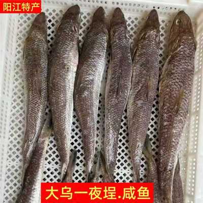 阳江特产大乌一夜埕咸鱼新鲜海捕冰冻狗梗海鲜水产狗棍