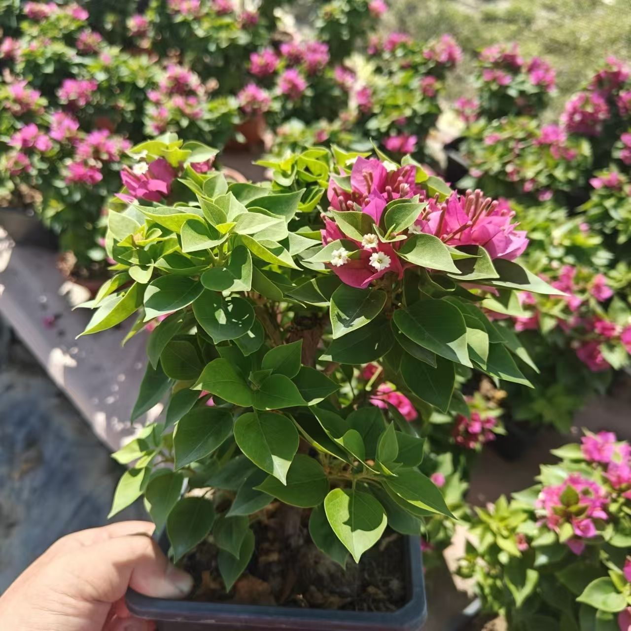 卡亚塔小桃红三角梅带花苞室内室外阳台庭院好养活勤花绿植花卉