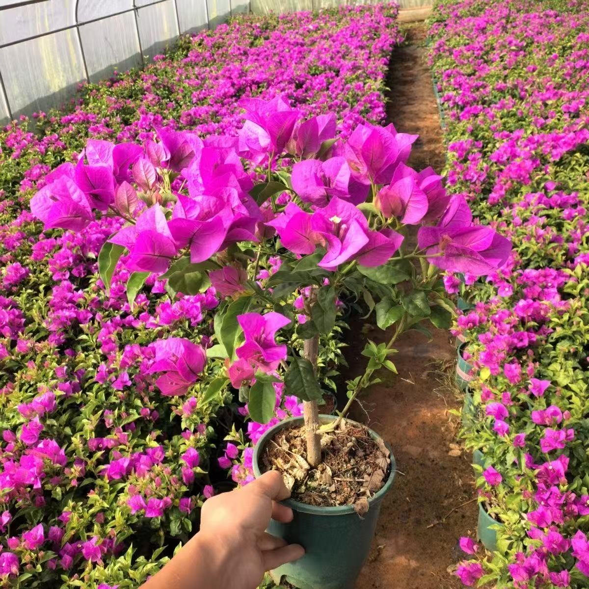正宗云南紫三角梅安格斯老苗盆栽老桩花卉植物鲜花大紫色阳台庭院