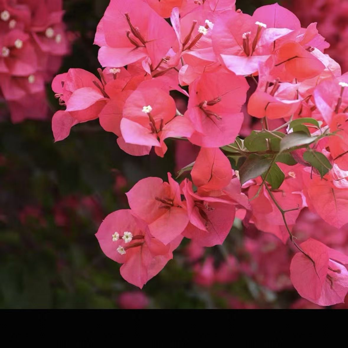 同安红花蝴蝶三角梅盆栽开花四季花卉爆花耐热好养绿植庭院阳台
