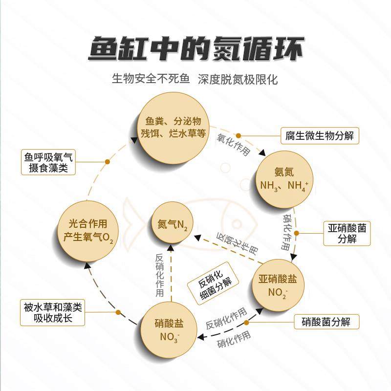 水之国鱼你消氮君好氧耐氧反硝化细菌鱼缸用淡海水快速去除硝酸盐