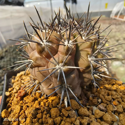 强密刺暴龙丸自根几处卸侧芽有干疤仙人球室内稀有物种择优发2/7