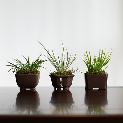 植觉 柒福 趣味小盆栽 办公室桌面植物摆件 小品盆栽 苔藓绿植