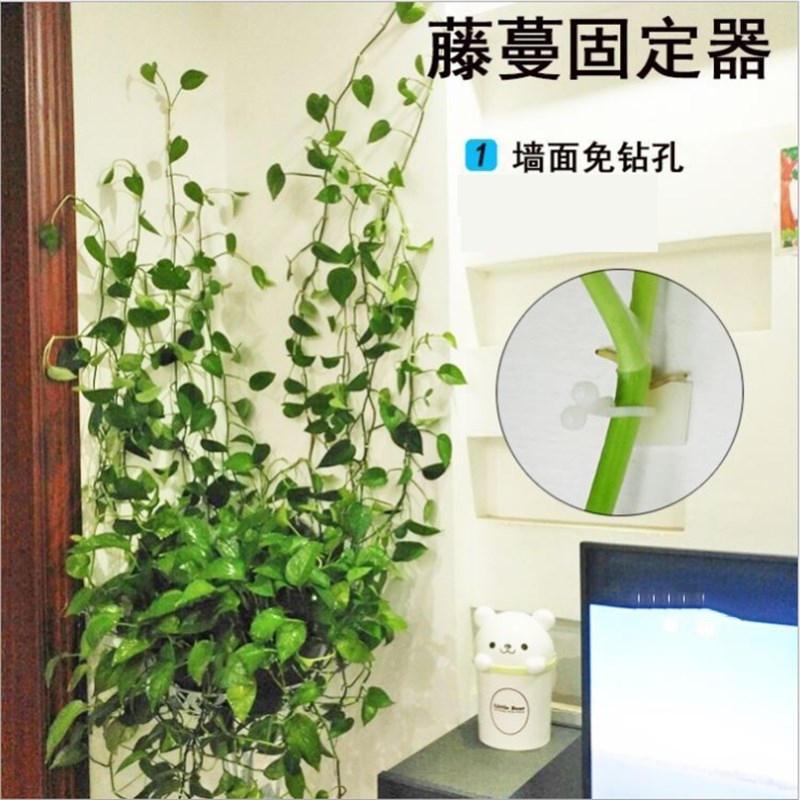 好货绿萝爬墙神器藤蔓植物爬藤室内缠绕器固定绿植固定器绿箩爬上