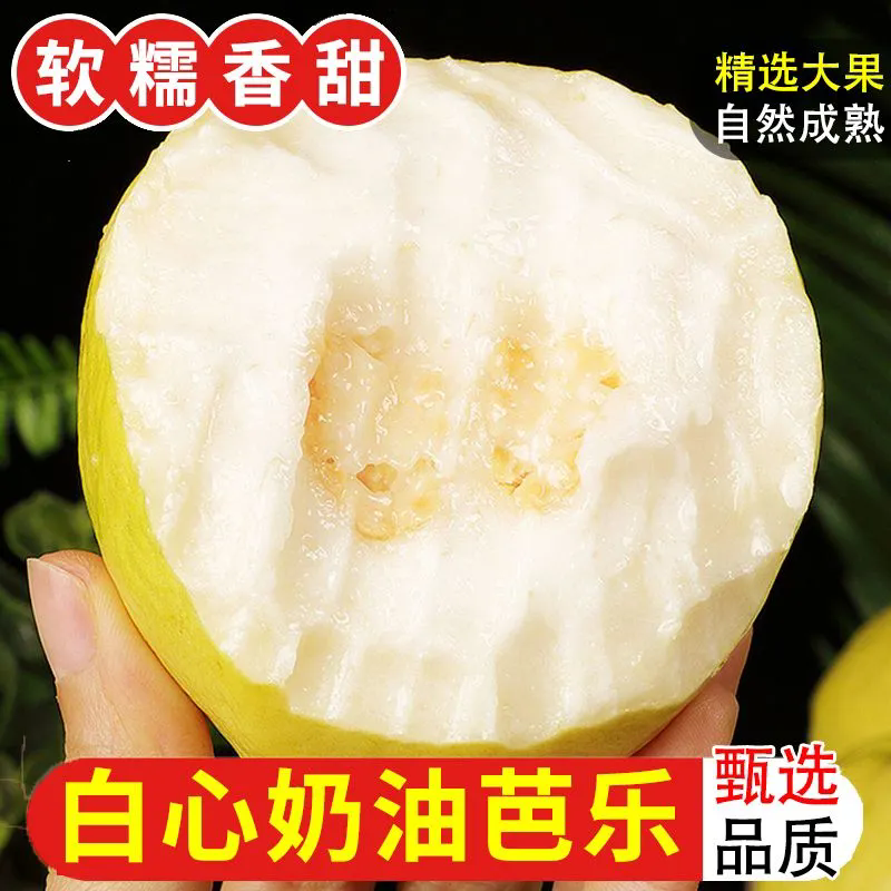 新鲜白心芭乐白心番石榴奶香应当季现摘头茬水果软糯香甜自然成熟