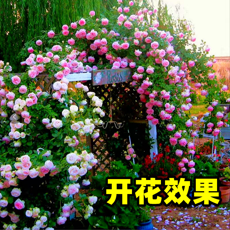 藤本月季浓香型特大花苗四季开花庭院别墅蔷薇花玫瑰X耐寒爬藤植