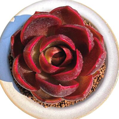 慢悠花房红办公MIY室精品多肉阳台绿植肉艺盆栽花卉庭院园多植灯