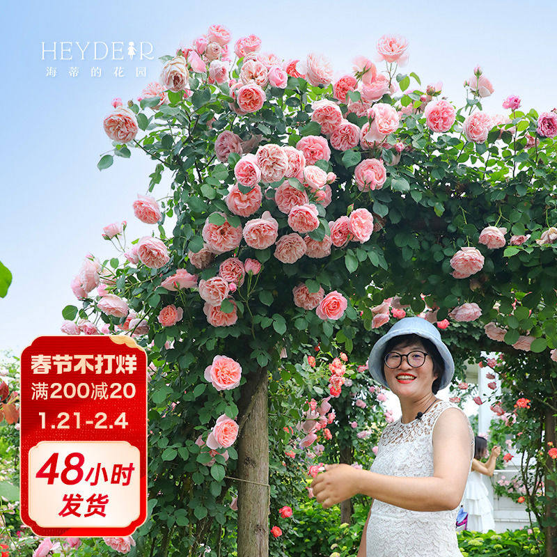 海蒂的花园旗舰店舍农索城堡的女人们藤本月季爬藤植物花卉盆栽苗