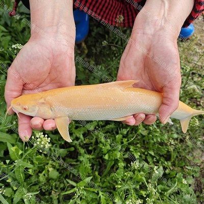 红眼鳕鱼苗白子招财龙赤目红眼银鳕鱼苗冷水观赏食用鱼活体包活