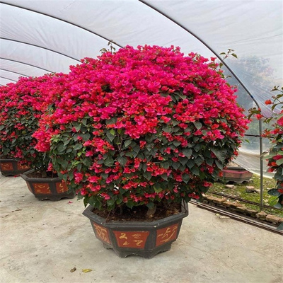水红三角梅球 景观三角梅造型 景观绿化苗木 四V季开花工程绿化