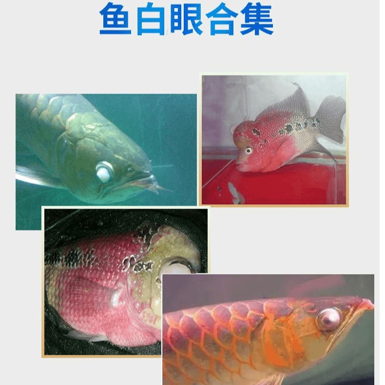龙鱼蒙眼用龙鱼金鱼白眼肿胀眼凸眼睛发黄观赏鱼缸用动物保健品