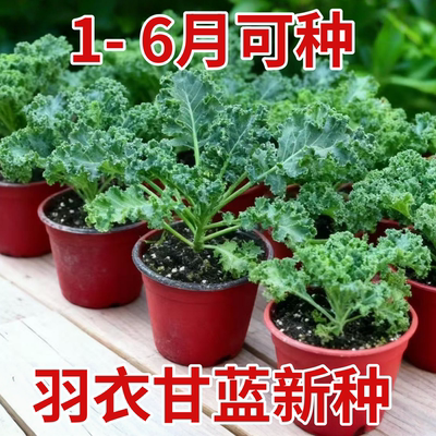 紫色羽衣甘蓝种孑蔬菜种子阳台自种菜苗南方秋播菜种四季菜籽盆栽