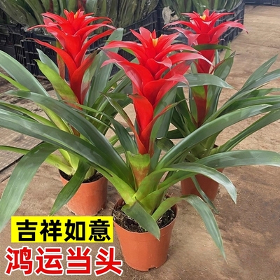 鸿运当头盆栽带花苞办公室内耐阴好养小红星绿植红掌凤梨花卉植物