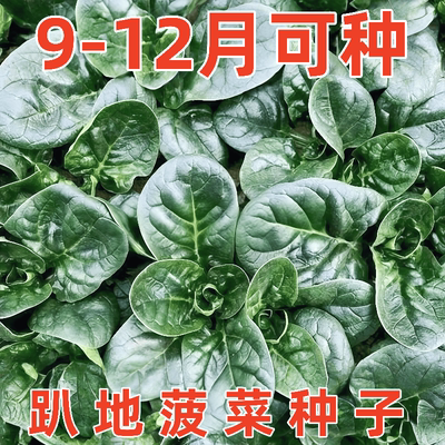 趴地菠菜耐寒越冬四季高产小叶菠菜阳台盆栽大叶菠菜速生蔬菜籽