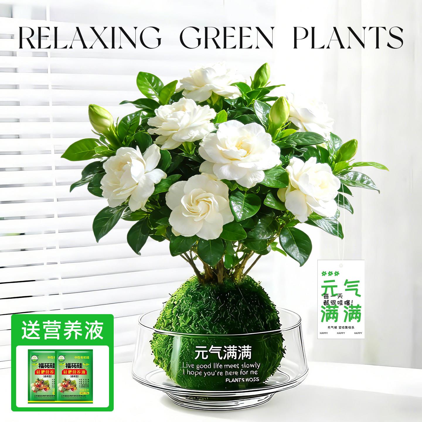 栀子花栽季开四花卉水培植物盆茉莉公室内摆办件桌面qr栀子花小绿