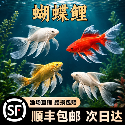 台湾蝴蝶锦鲤鱼苗活体健康包邮