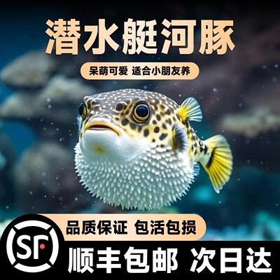 绿河豚鱼小型淡水观赏鱼