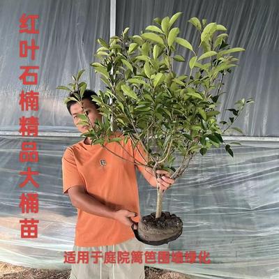 红叶石楠树苗 小苗 庭院绿化植物耐寒四季常青工程花坛围栏石楠苗