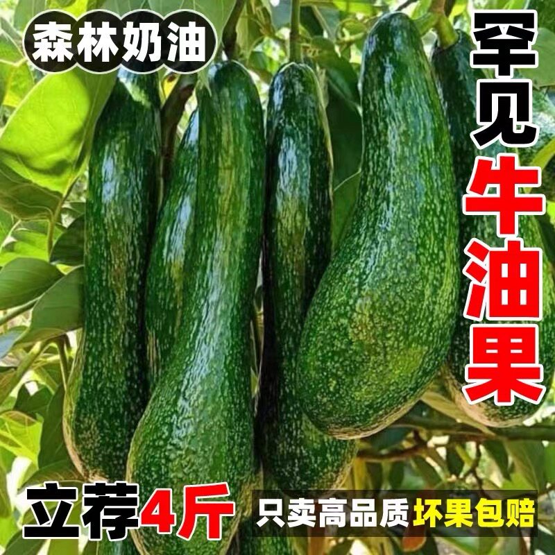 广西云南特色长条牛油果 新鲜现摘宝宝辅食健康水果 特色小众奶油