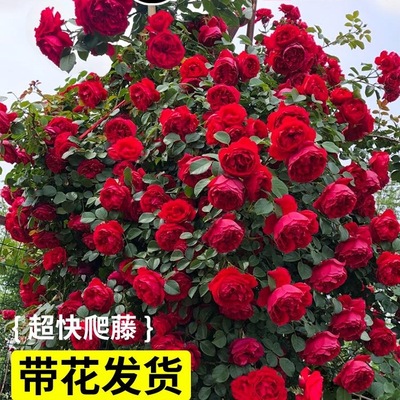 蔷薇花苗藤本月季特大花树庭院爬藤植物花卉盆栽阳台玫瑰四季花卉