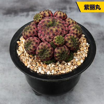 紫丽丸群仙人球精养紫色多头开花落地仙人掌多肉阳台观赏小盆栽