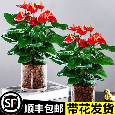 速发水培火鹤花白内盆栽一帆风顺花卉养物室掌好植绿植鸿运当头四
