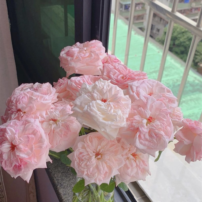 新森林鲜花粉荔枝玫瑰花花束家用水培插花鲜切花基地直Y批真花花