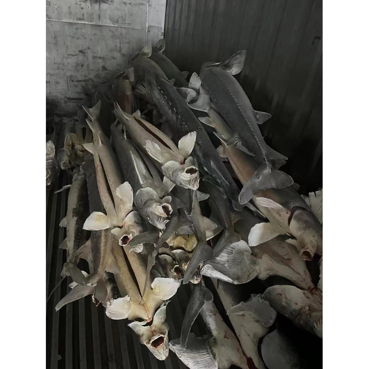 二手冷藏集装箱租赁移动冷库蔬菜水果肉类鱼虾保鲜冷冻库