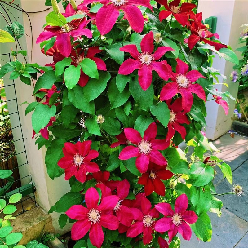 【中国红】1.5加仑铁线莲v阳台庭院地载盆栽爬藤花卉植物四季开花