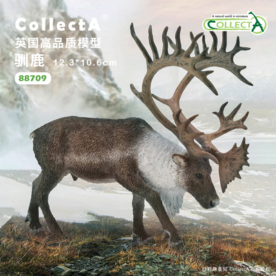 CollectA北美驯鹿动物模型玩具