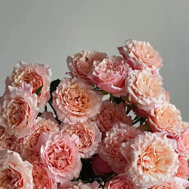 德芮尔桃梅拉多头玫瑰花鲜切花全国速递家庭室内水培插花.鲜花10