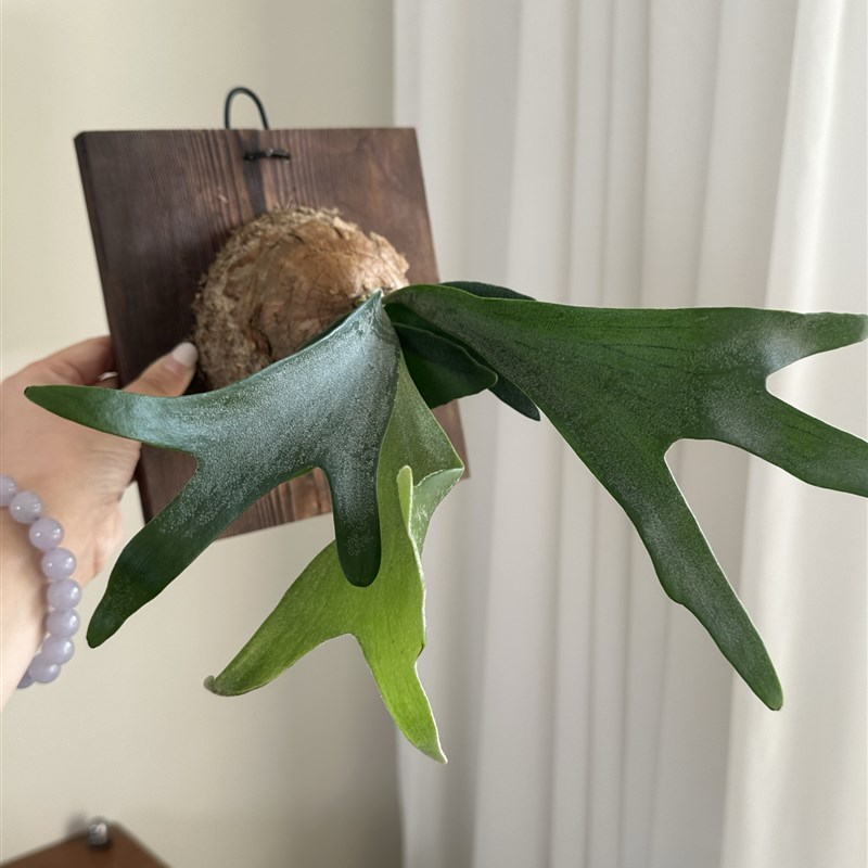 鹿角蕨室内悬挂懒人植物挂壁w绿植苔藓蕨类懒人垂吊鹿角蕨观叶好