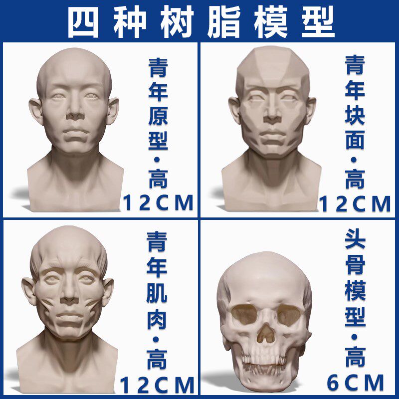 头头是道素描头像教具p米隆石膏像美术生素描模型静物头骨艺术摆