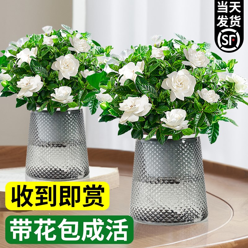 速发栀子花盆栽带花苞浓香花卉植物室水好养绿植四季花开内培好养