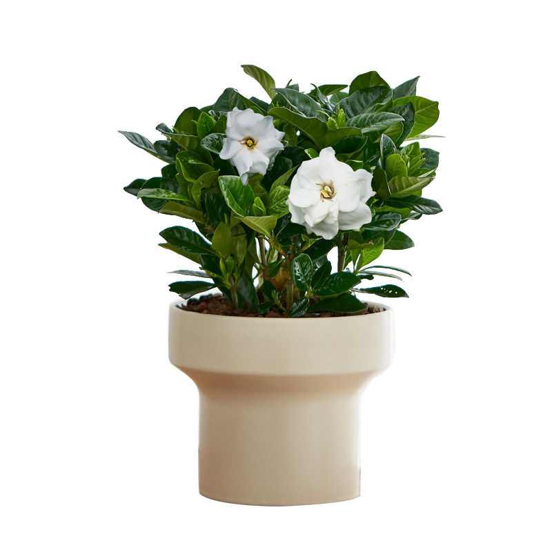 乐可植物 栀子花盆栽带花苞阳台花卉室内好养P桌面易活绿植浓香型