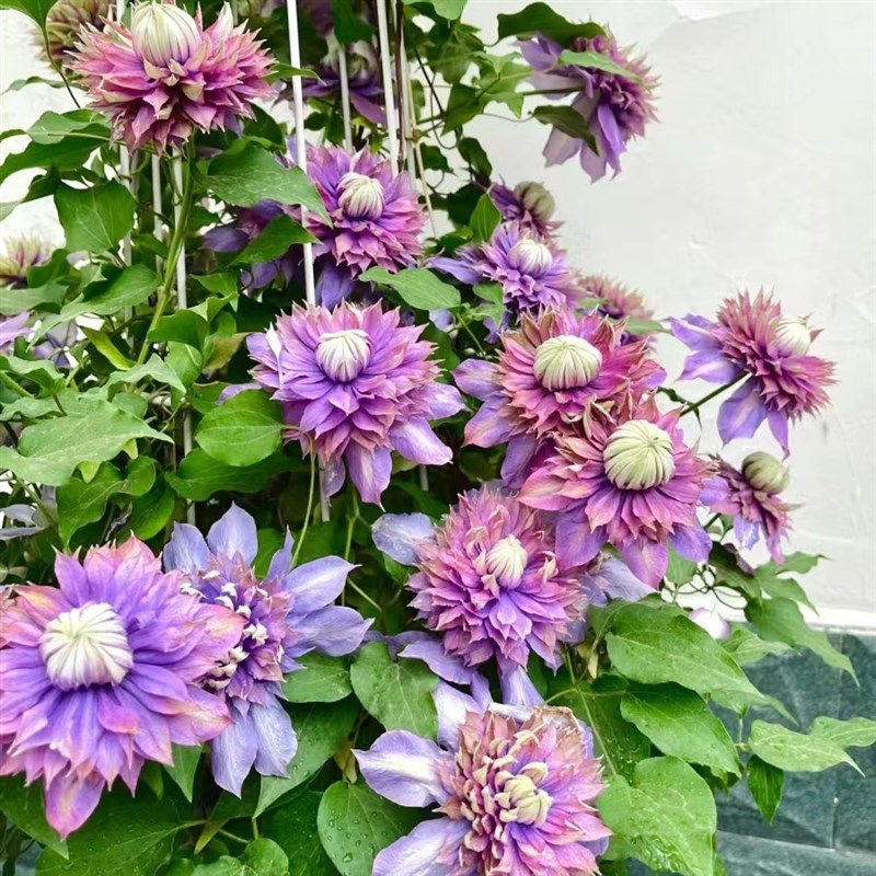 【円空】1.5加仑铁线莲阳台庭院地载盆栽爬藤花W卉植物四季开花