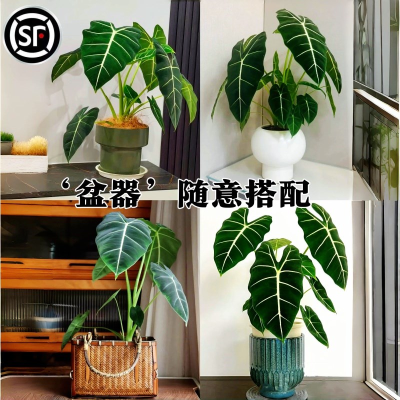 好货绿天鹅绒海芋盆栽白犀牛蕨类绿植竹芋室内客厅阳台网红彩叶芋