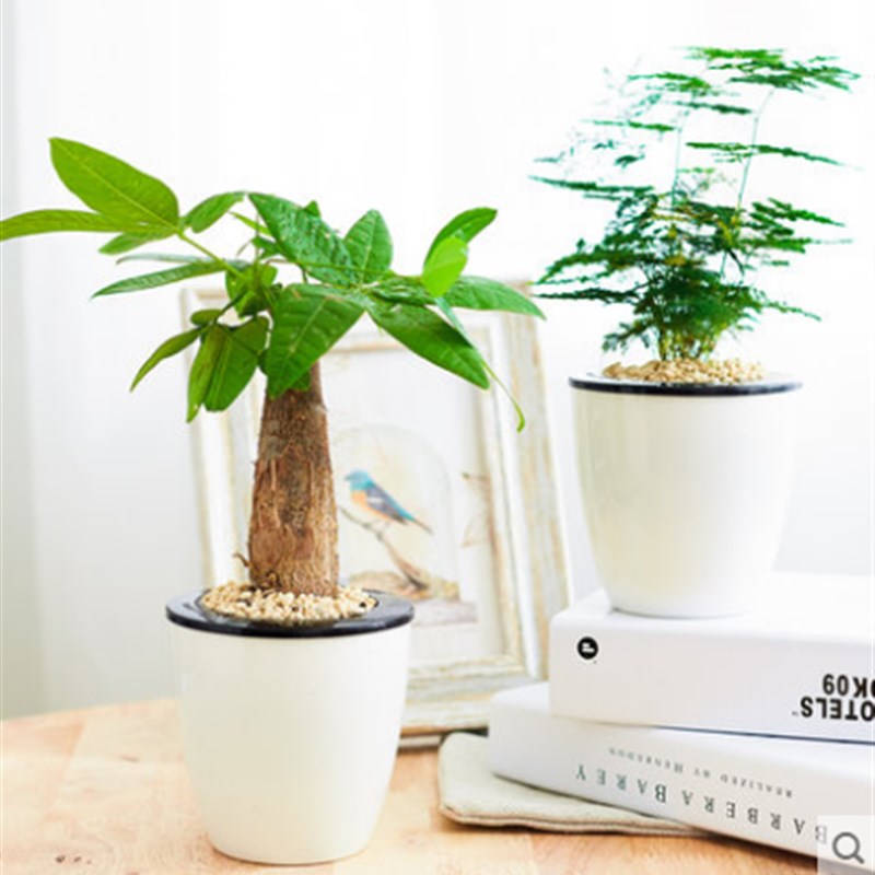 好货绿萝发财树办公室盆栽虎皮兰栀子花室内水培植物盆栽文竹绿植