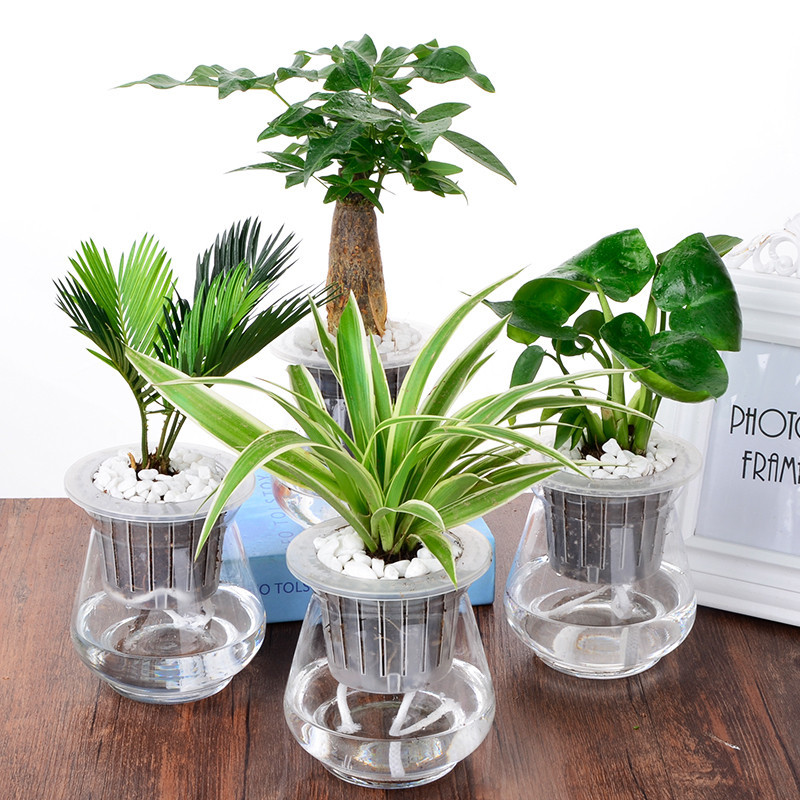 好货绿箩 吊兰文竹栀子花发财树室内绿植盆栽桌面净化空气水培植