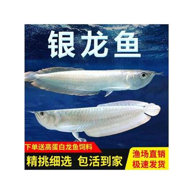 银龙鱼活鱼苗热带观赏鱼中大型黄化红眼白子银龙七彩银龙练手龙鱼