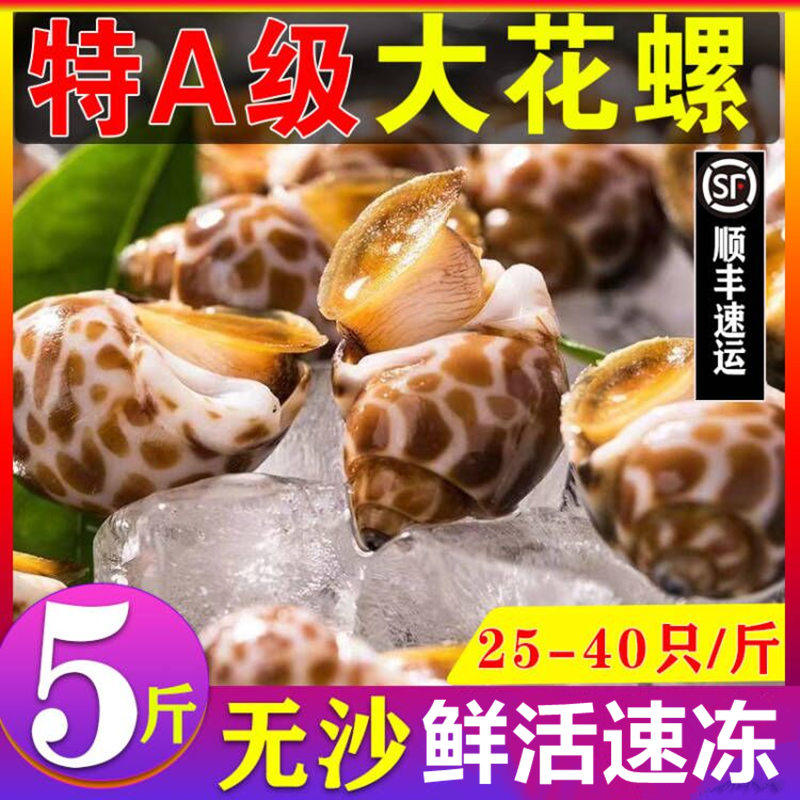 花螺鲜活新鲜海螺特大号海鲜水产鲜活鲜冻冷冻东风螺特大花螺贝类