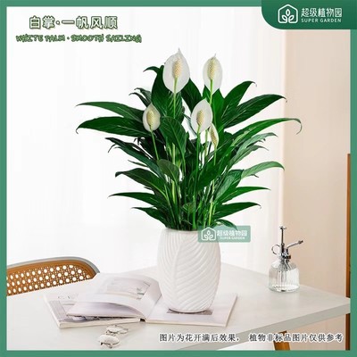 白掌盆栽易活风顺水土培植物室内花卉绿植水土养四季开花客厅带花