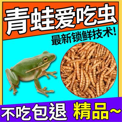 青蛙吃的虫子树黄金角波牛