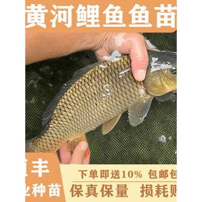 鲤鱼苗淡水鱼塘养殖正宗黄河鲤拐子鲤建鲤黄肉鲤易养快大混养活体