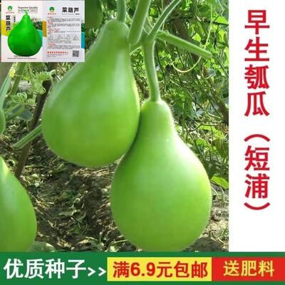 圆瓠瓜种子早生春秋蒲籽