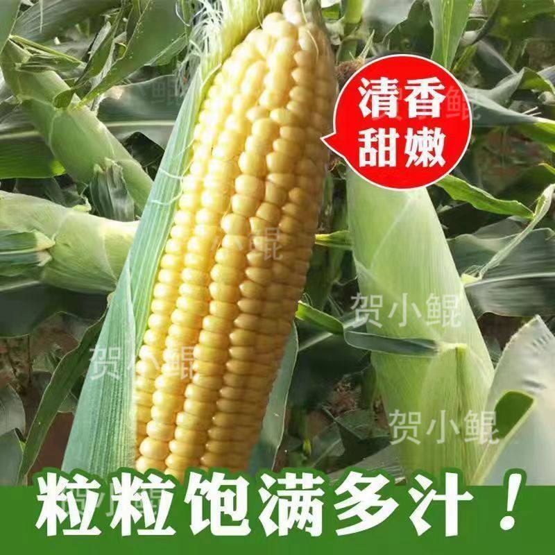 浙江现摘现发水果玉米保鲜包邮!云南甜脆爆浆新鲜营养水果甜玉米