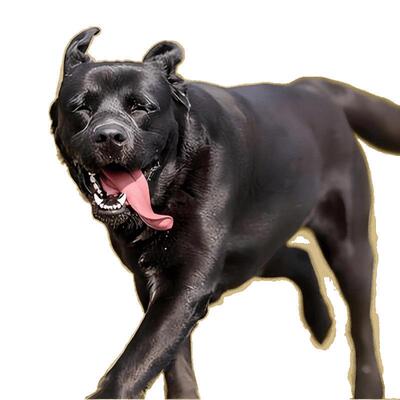 狗狗牵IU485454引胸背一体可伸缩狗绳中型大型犬宠物背心式绳背遛